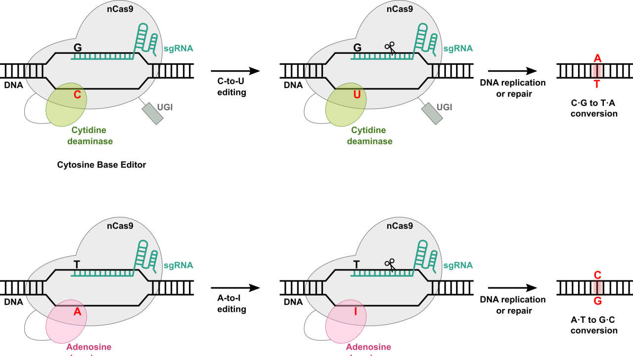 Dna Base Editors For Genome Editing Uc Davis Biotechnology Program